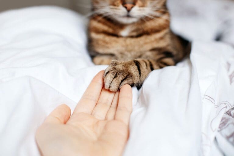 Emotional Support Cat Guide – Everything You Need to Know
